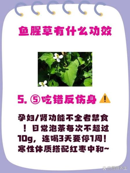鱼腥草治痔疮怎么用_鱼腥草治痔疮有效吗-第3张图片-山城妙识 鱼腥草治痔疮怎么用_鱼腥草治痔疮有效吗-第3张图片-山城妙识