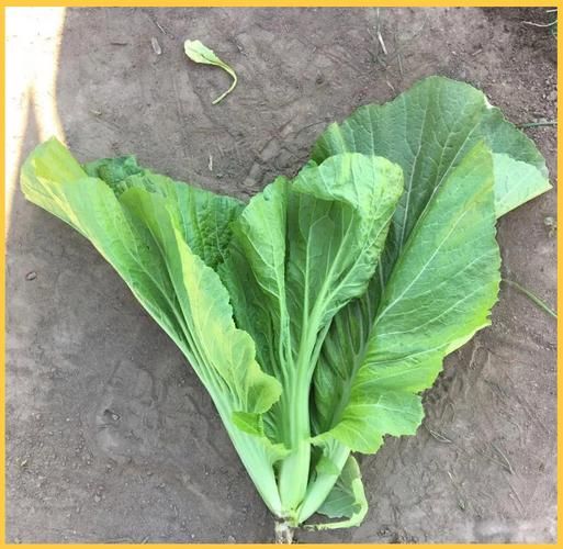 芥菜图片大全大图_芥菜品种怎么区分-第3张图片-山城妙识 芥菜图片大全大图_芥菜品种怎么区分-第3张图片-山城妙识