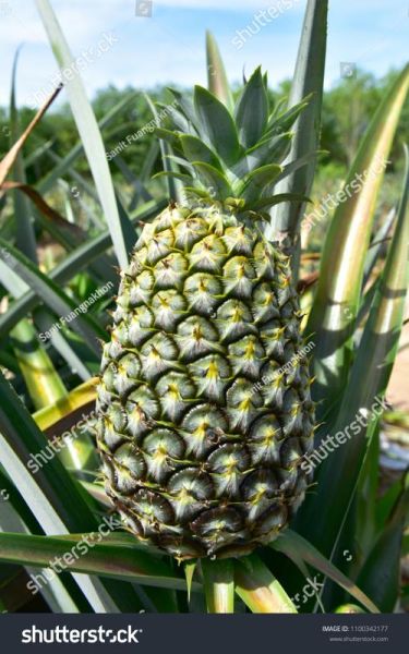 菠萝英语怎么说_pineapple发音怎么读-第3张图片-山城妙识 菠萝英语怎么说_pineapple发音怎么读-第3张图片-山城妙识