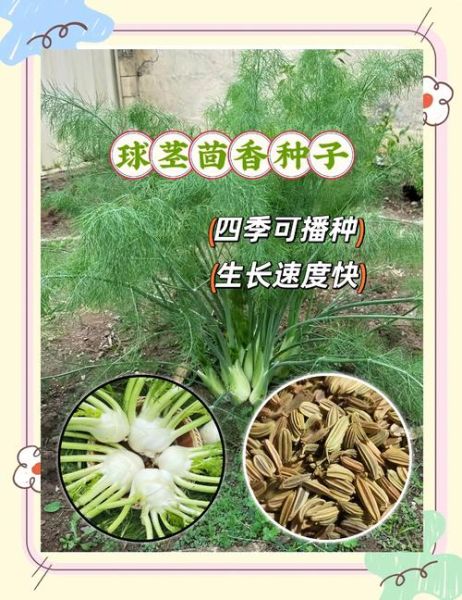 小茴香籽的功效与作用_怎么吃效果最好-第3张图片-山城妙识
