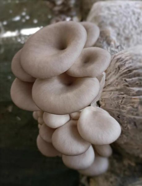 秀珍菇图片怎么分辨好坏_秀珍菇图片高清细节有哪些-第1张图片-山城妙识 秀珍菇图片怎么分辨好坏_秀珍菇图片高清细节有哪些-第1张图片-山城妙识