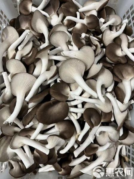 秀珍菇图片怎么分辨好坏_秀珍菇图片高清细节有哪些-第3张图片-山城妙识 秀珍菇图片怎么分辨好坏_秀珍菇图片高清细节有哪些-第3张图片-山城妙识