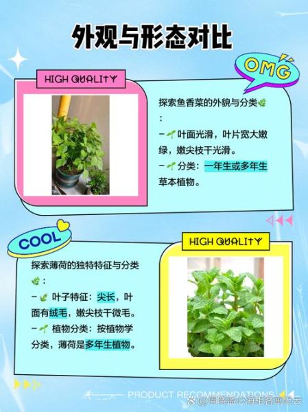 鱼香菜是不是薄荷_鱼香菜与薄荷的区别-第1张图片-山城妙识