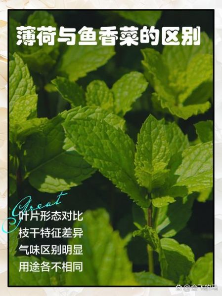 鱼香菜是不是薄荷_鱼香菜与薄荷的区别-第2张图片-山城妙识