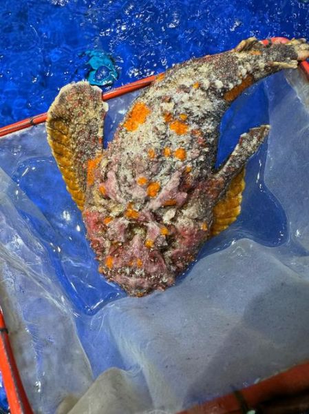 石鱼长什么样_石鱼有毒吗-第1张图片-山城妙识