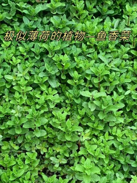 鱼香菜是不是薄荷_鱼香菜与薄荷的区别-第3张图片-山城妙识