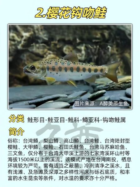 鳟鱼歌词表达了什么_鳟鱼歌词背后的故事-第3张图片-山城妙识