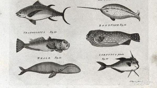 鲸鱼是鱼类吗_鲸鱼为什么不是鱼-第1张图片-山城妙识