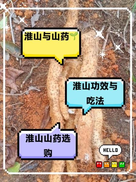 新鲜淮山的功效与作用_新鲜淮山的禁忌有哪些-第3张图片-山城妙识