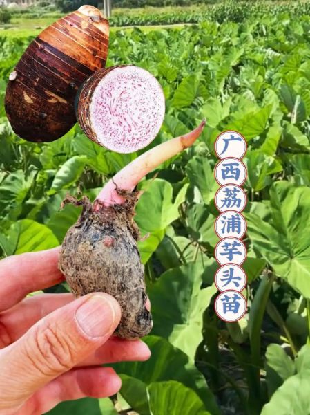 荔浦芋头什么时候上市_荔浦芋头几月份成熟-第2张图片-山城妙识