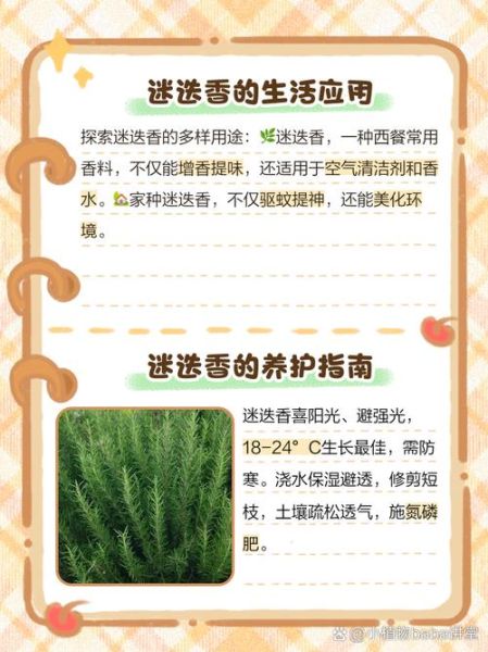 迷迭香的功效与作用_迷迭香怎么养-第2张图片-山城妙识