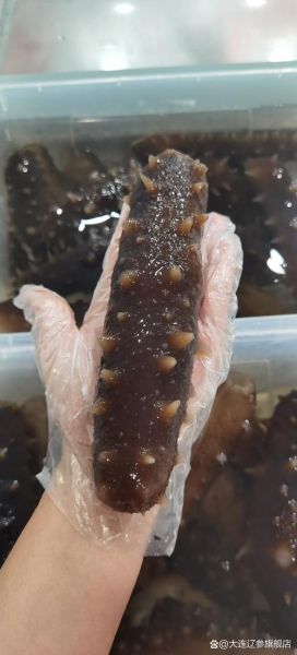 大连海参多少钱一斤_大连海参怎么选-第3张图片-山城妙识