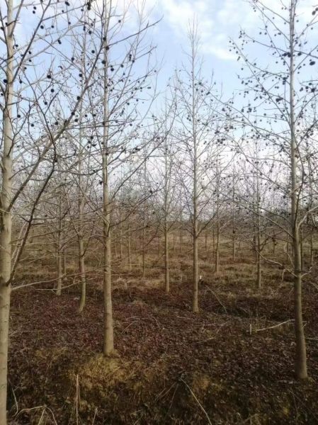 枫香树怎么种_枫香树价格多少钱一棵-第1张图片-山城妙识