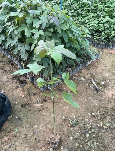 枫香树怎么种_枫香树价格多少钱一棵-第3张图片-山城妙识