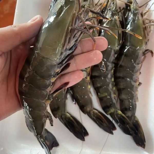 黑虎虾多少钱一斤_黑虎虾价格行情-第1张图片-山城妙识