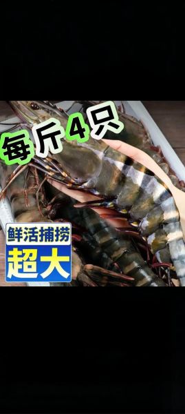 黑虎虾多少钱一斤_黑虎虾价格行情-第3张图片-山城妙识
