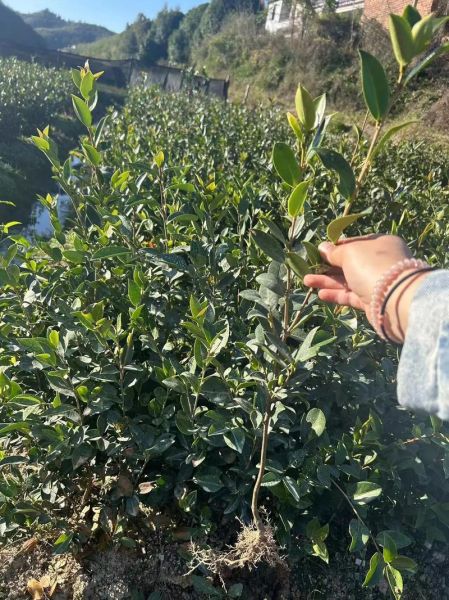 种植油茶树有前景吗_油茶种植前景怎么样-第1张图片-山城妙识 种植油茶树有前景吗_油茶种植前景怎么样-第1张图片-山城妙识