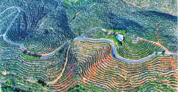 种植油茶树有前景吗_油茶种植前景怎么样-第2张图片-山城妙识 种植油茶树有前景吗_油茶种植前景怎么样-第2张图片-山城妙识