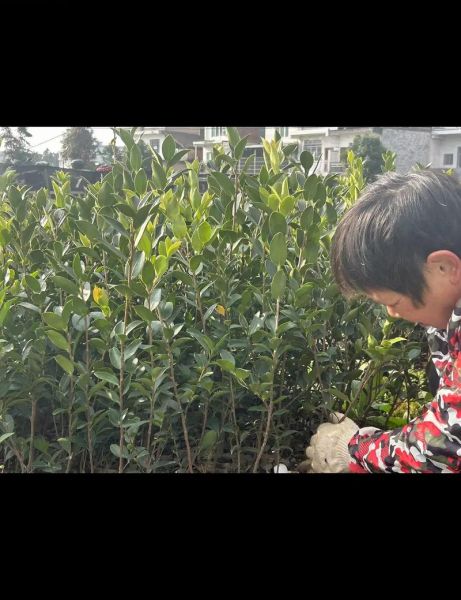 种植油茶树有前景吗_油茶种植前景怎么样-第3张图片-山城妙识 种植油茶树有前景吗_油茶种植前景怎么样-第3张图片-山城妙识