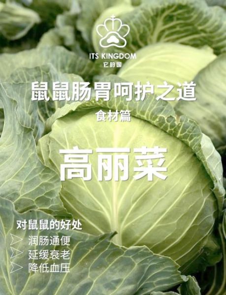 高丽菜的营养价值_高丽菜的功效与作用-第1张图片-山城妙识
