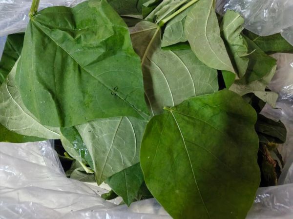 豆豆怎么养_豆豆掉叶子怎么办-第3张图片-山城妙识 豆豆怎么养_豆豆掉叶子怎么办-第3张图片-山城妙识