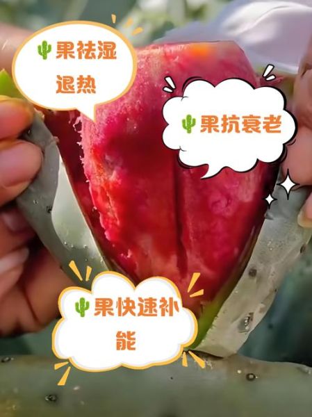 仙人掌果子有什么功效_仙人掌果子怎么吃-第1张图片-山城妙识 仙人掌果子有什么功效_仙人掌果子怎么吃-第1张图片-山城妙识
