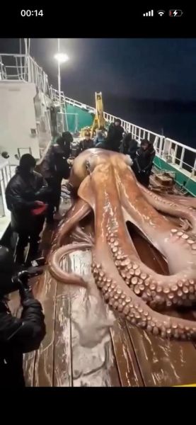 远古巨型章鱼真的存在吗_远古巨型章鱼有多大-第1张图片-山城妙识