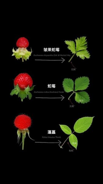 野生蛇莓能吃吗_蛇莓和草莓的区别-第1张图片-山城妙识 野生蛇莓能吃吗_蛇莓和草莓的区别-第1张图片-山城妙识