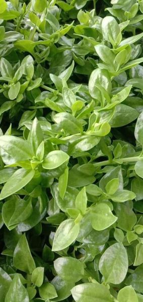 穿心莲的功效与作用_穿心莲图片长什么样-第2张图片-山城妙识 穿心莲的功效与作用_穿心莲图片长什么样-第2张图片-山城妙识