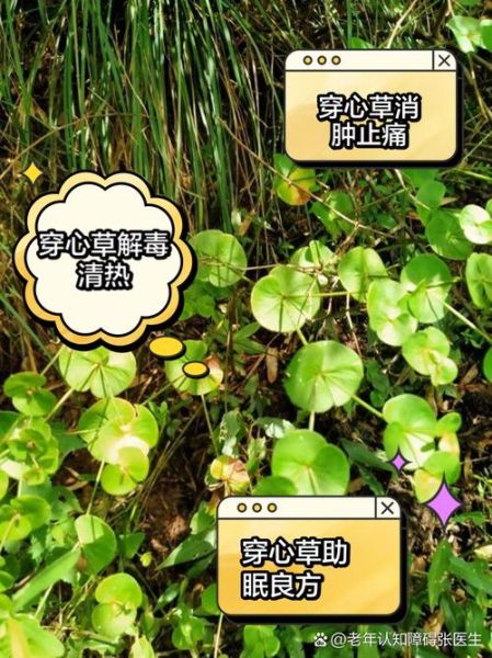 穿心莲的功效与作用_穿心莲图片长什么样-第3张图片-山城妙识 穿心莲的功效与作用_穿心莲图片长什么样-第3张图片-山城妙识