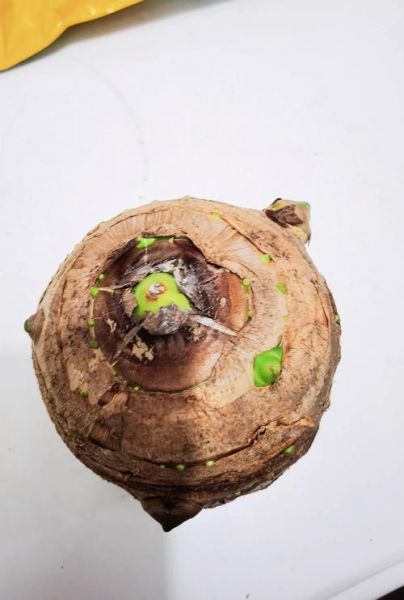芋头发芽了还能不能吃_吃了会中毒吗-第2张图片-山城妙识 芋头发芽了还能不能吃_吃了会中毒吗-第2张图片-山城妙识