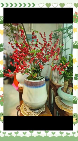 冬青树怎么养_冬青树品种有哪些-第1张图片-山城妙识 冬青树怎么养_冬青树品种有哪些-第1张图片-山城妙识