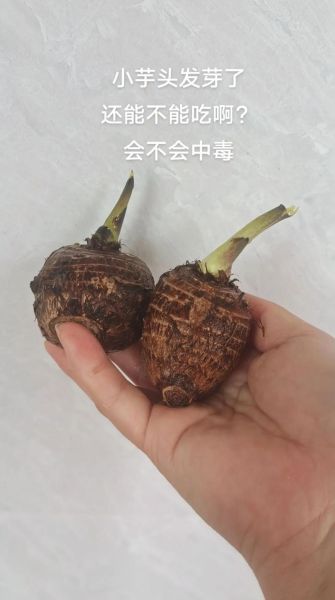 芋头发芽了还能不能吃_吃了会中毒吗-第3张图片-山城妙识 芋头发芽了还能不能吃_吃了会中毒吗-第3张图片-山城妙识