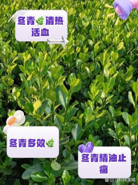 冬青树怎么养_冬青树品种有哪些-第3张图片-山城妙识 冬青树怎么养_冬青树品种有哪些-第3张图片-山城妙识