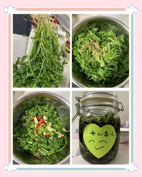 香菜咸菜怎么腌制_香菜咸菜腌制方法-第3张图片-山城妙识 香菜咸菜怎么腌制_香菜咸菜腌制方法-第3张图片-山城妙识