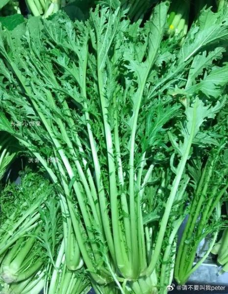 雪里蕻菜长什么样子_如何辨别新鲜雪里蕻-第2张图片-山城妙识 雪里蕻菜长什么样子_如何辨别新鲜雪里蕻-第2张图片-山城妙识