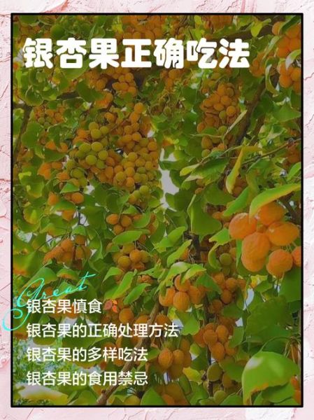 银杏果最简单的吃法_银杏果怎么吃最方便-第1张图片-山城妙识 银杏果最简单的吃法_银杏果怎么吃最方便-第1张图片-山城妙识