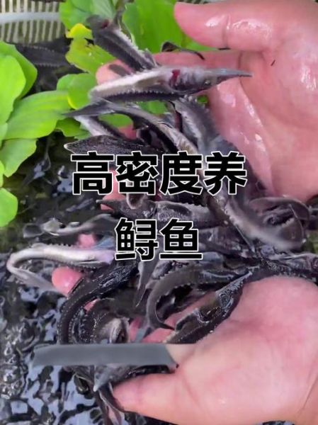 鲟鱼怎么养_鲟鱼养殖技术要点-第3张图片-山城妙识 鲟鱼怎么养_鲟鱼养殖技术要点-第3张图片-山城妙识