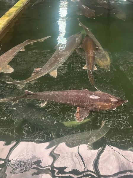 鲟鱼怎么养_鲟鱼养殖技术要点-第2张图片-山城妙识 鲟鱼怎么养_鲟鱼养殖技术要点-第2张图片-山城妙识