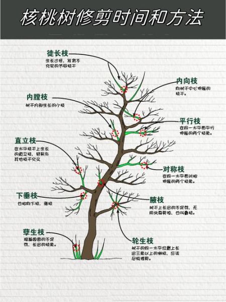 麻核桃树几年结果_麻核桃树怎么修剪-第1张图片-山城妙识 麻核桃树几年结果_麻核桃树怎么修剪-第1张图片-山城妙识