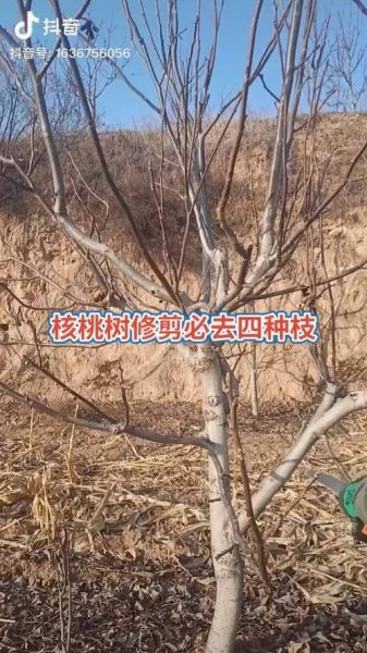 麻核桃树几年结果_麻核桃树怎么修剪-第3张图片-山城妙识 麻核桃树几年结果_麻核桃树怎么修剪-第3张图片-山城妙识