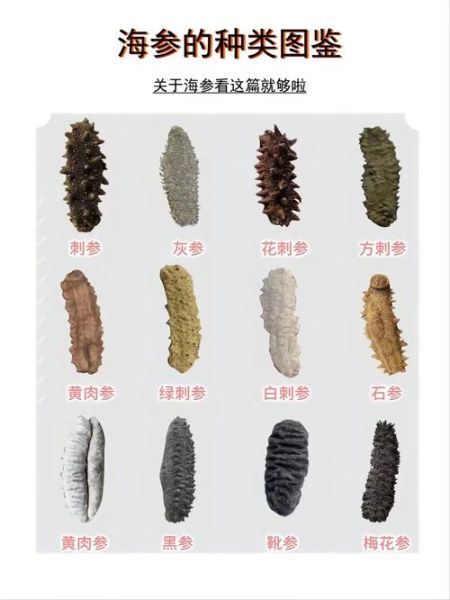 海参种类有哪些_海参种类价格表-第3张图片-山城妙识 海参种类有哪些_海参种类价格表-第3张图片-山城妙识