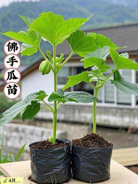 佛手瓜苗怎么种_佛手瓜苗种植技术视频-第1张图片-山城妙识 佛手瓜苗怎么种_佛手瓜苗种植技术视频-第1张图片-山城妙识