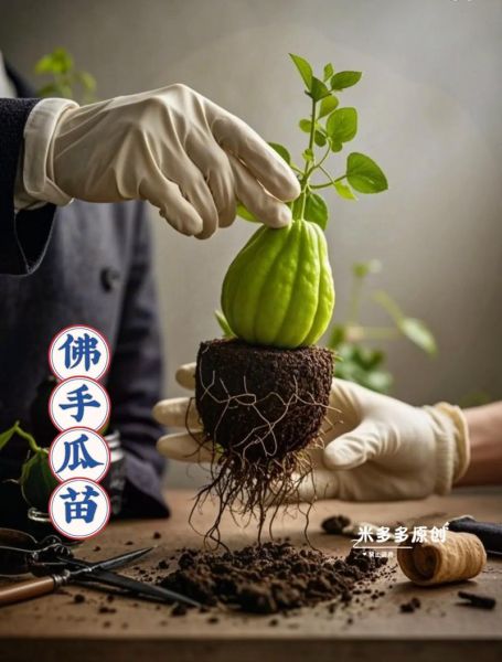 佛手瓜苗怎么种_佛手瓜苗种植技术视频-第3张图片-山城妙识 佛手瓜苗怎么种_佛手瓜苗种植技术视频-第3张图片-山城妙识