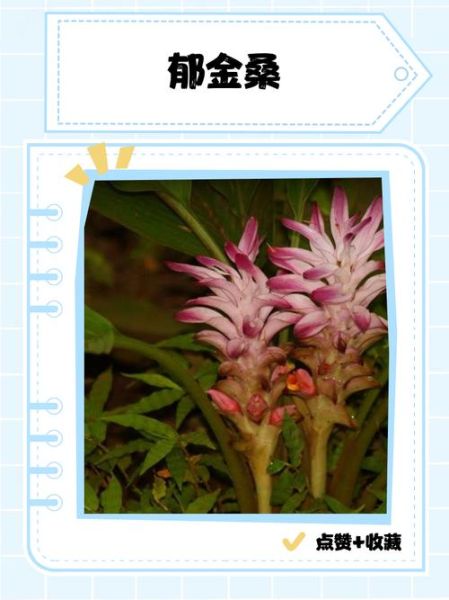 郁金的功效与作用_郁金能治疗哪些疾病-第3张图片-山城妙识 郁金的功效与作用_郁金能治疗哪些疾病-第3张图片-山城妙识