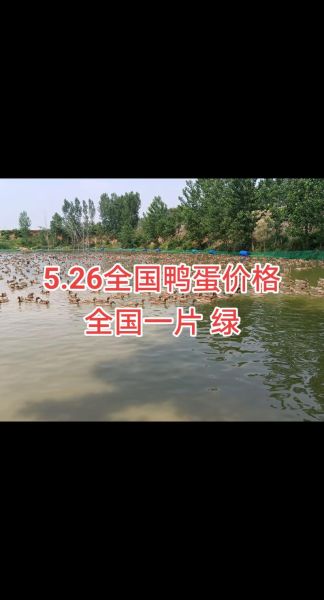 鸭蛋多少钱一斤_今日鸭蛋价格行情-第2张图片-山城妙识 鸭蛋多少钱一斤_今日鸭蛋价格行情-第2张图片-山城妙识