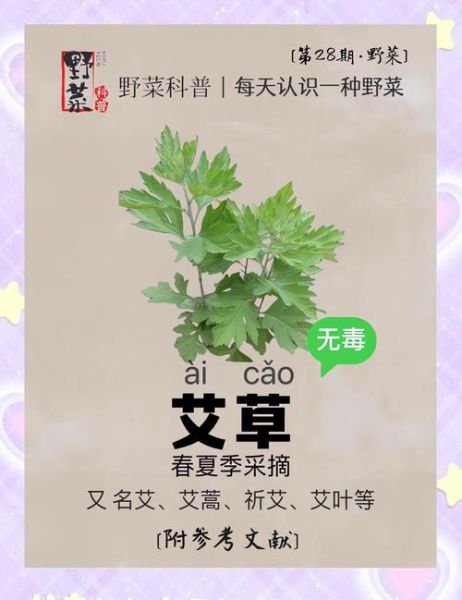 艾草怎么吃_艾草食用方法大全-第1张图片-山城妙识 艾草怎么吃_艾草食用方法大全-第1张图片-山城妙识