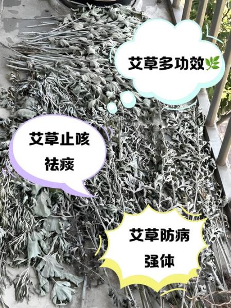艾草怎么吃_艾草食用方法大全-第3张图片-山城妙识 艾草怎么吃_艾草食用方法大全-第3张图片-山城妙识