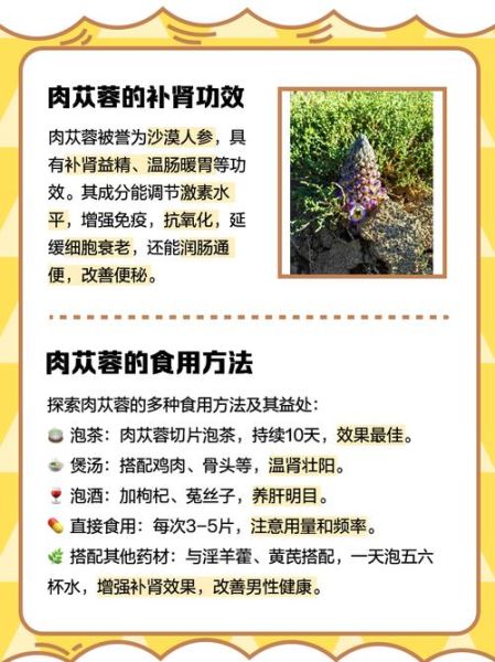 肉苁蓉多少钱一斤_野生与种植价格差多少-第1张图片-山城妙识 肉苁蓉多少钱一斤_野生与种植价格差多少-第1张图片-山城妙识