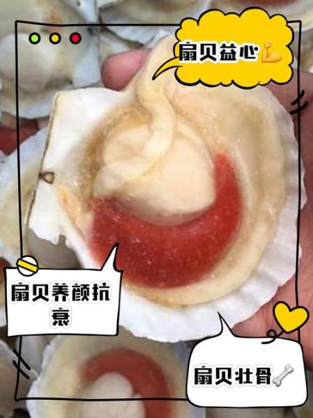 扇贝的营养价值_扇贝的功效与作用-第2张图片-山城妙识 扇贝的营养价值_扇贝的功效与作用-第2张图片-山城妙识